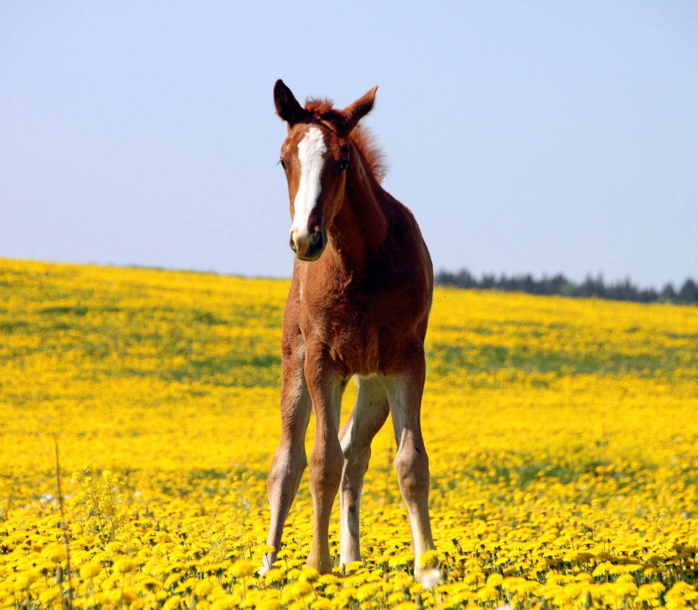 Safepath | WHEN GIVEN THE CHOICE… TAKE THE SAFEPATH